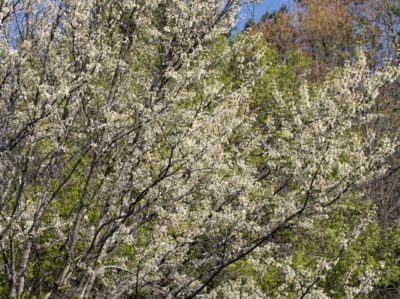 10 Wonderful White Flowering Trees For Blockbuster Garden Displays ...