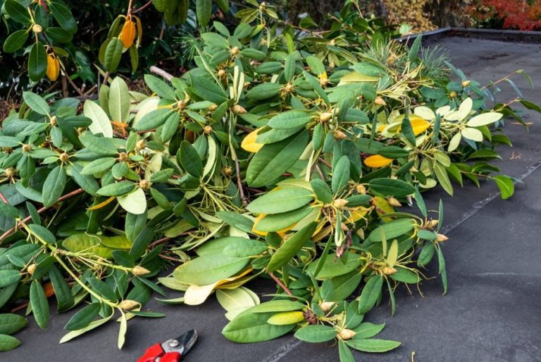 Important Rhododendron Growing Guidelines With Expert Katrina Clow ...