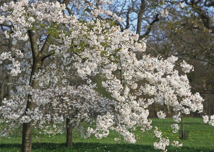 10 Wonderful White Flowering Trees | Horticulture.co.uk
