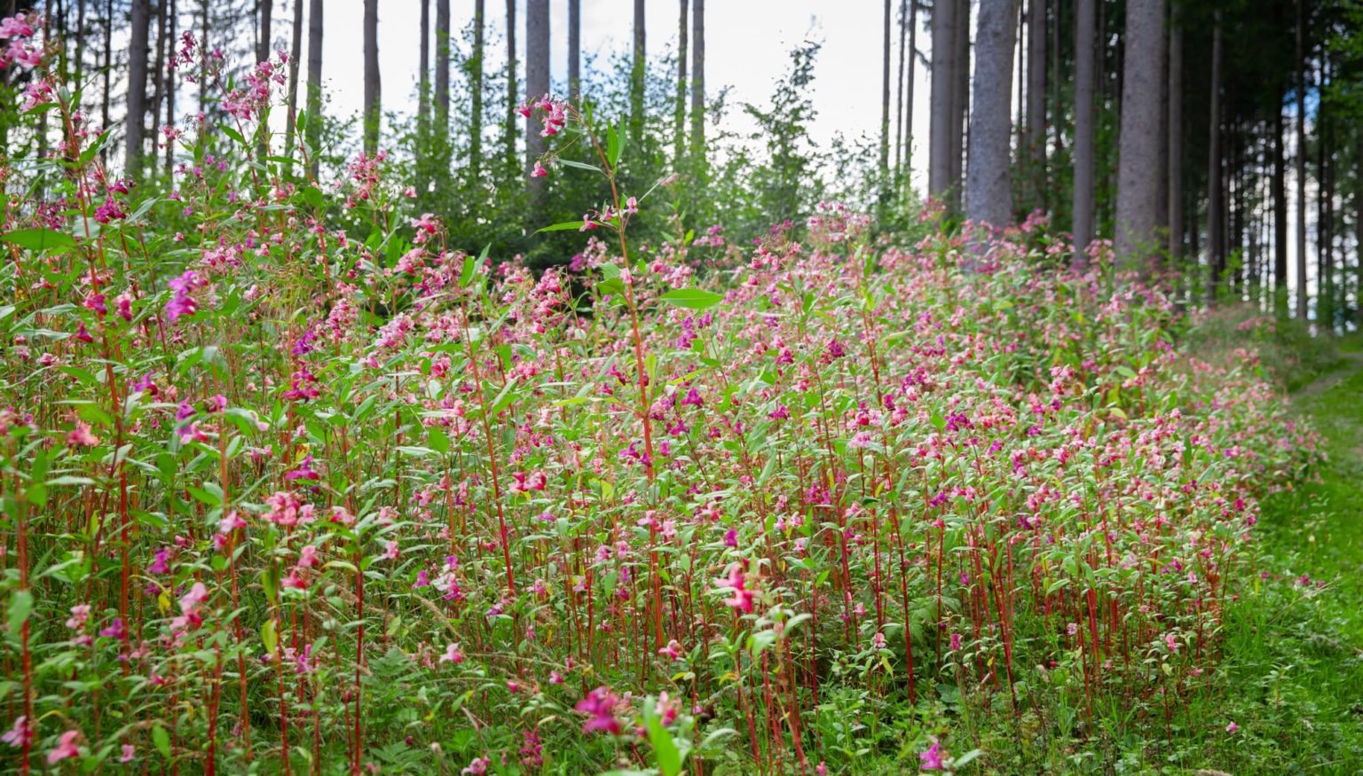 How To Identify & Manage Himalayan Balsam | Horticulture.co.uk