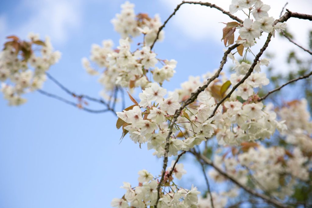 10 Wonderful White Flowering Trees For Blockbuster Garden Displays ...