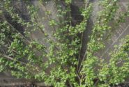 Horticulturists Recommend 12 Gooseberry Varieties With Culinary And ...