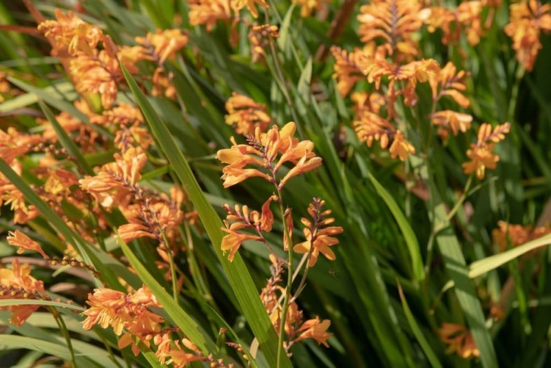 15 Knockout Crocosmia Varieties With Advice From An Experienced Grower ...
