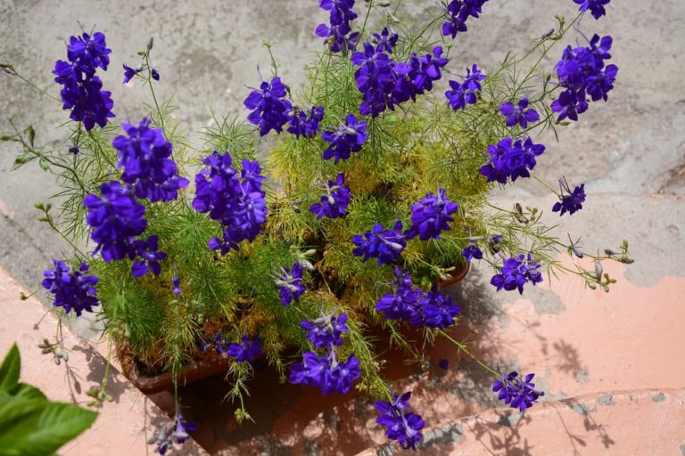 Beware Delphiniums Sensitive Root Systems Before Growing In Pots Says ...