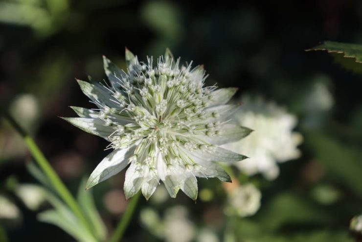 How To Grow Masterworts According To A Specialist Astrantia Nursery ...