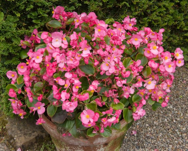 5 Key Tips When Growing Begonias In Pots | Horticulture