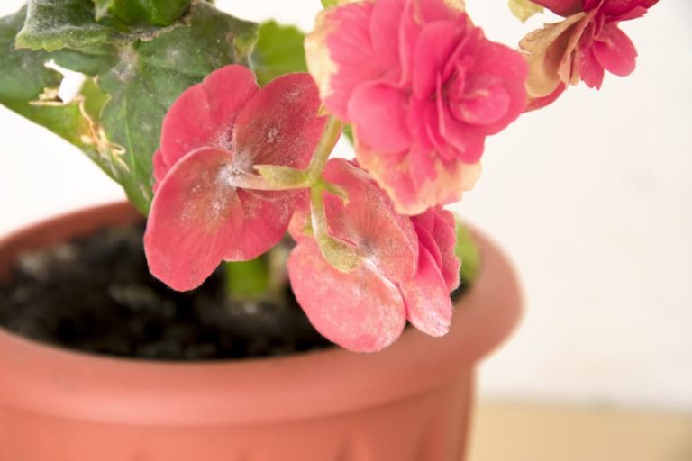 5 Common Begonia Problems & Solutions With Specialist Grower Janeen ...