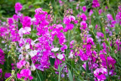 10 Sustainable Ways To Support Lathyrus Plants From The National Sweet ...