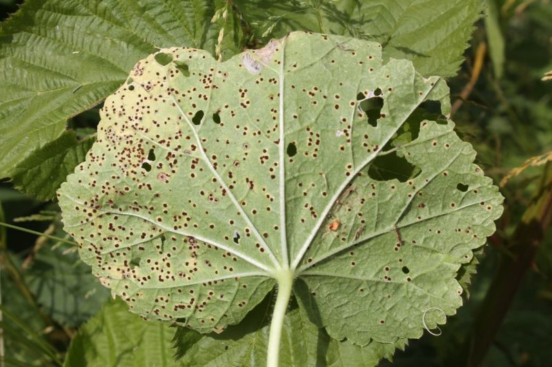 Hollyhocks Are Highly Susceptible To Rust - Here's How To Prevent And ...