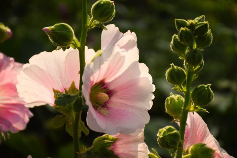 7 Tips For Growing Hollyhocks In Pots | Horticulture.co.uk
