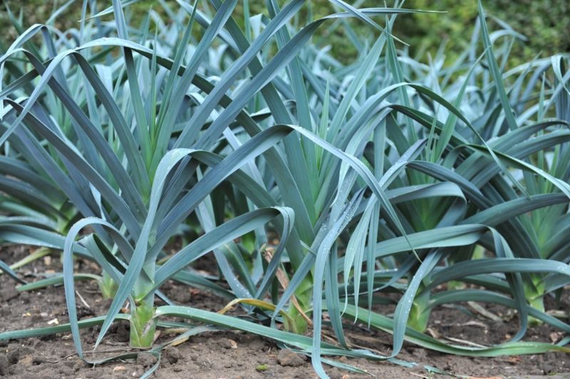 Deficiencies And Diseases - The 4 Common Causes Of Yellow Leaves On ...