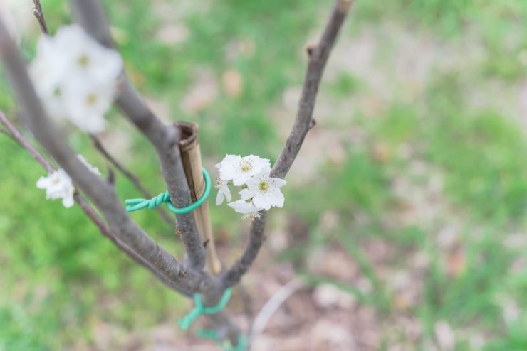 How To Stake A Leaning Or Newly-Planted Tree | Horticulture