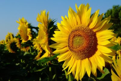 20 Sensational Sunflower Varieties | Horticulture Magazine