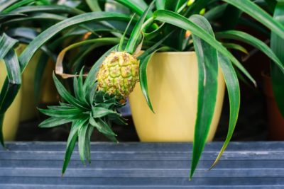 Planting Pineapple Tops - Why You'll Need 2-3 Years For This Long Term ...