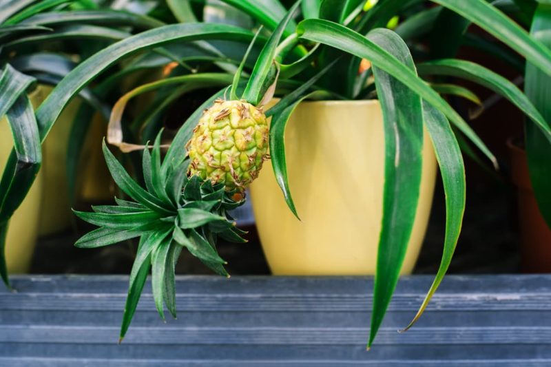 Planting Pineapple Tops - Why You'll Need 2-3 Years For This Long Term ...