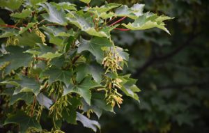 Sycamores Are Easy To Grow And Care For Says This Master Horticulturist ...