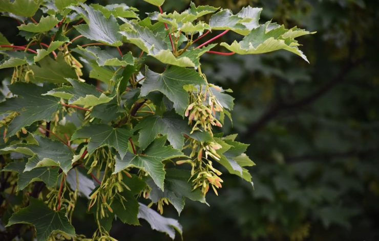 Sycamores Are Easy To Grow And Care For Says This Master Horticulturist ...
