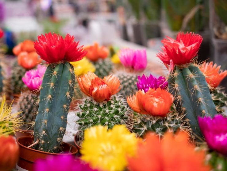 Expert Cacti Growers Swear By These 8 Watering Tips For Happy Plants ...
