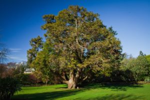 Expert Tips For Growing Yew: This Native Provides Form And Structure ...