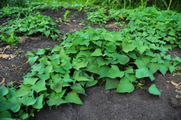 Sweet Potatoes: Growing, Starting Slips, Rooting And Nurturing With ...