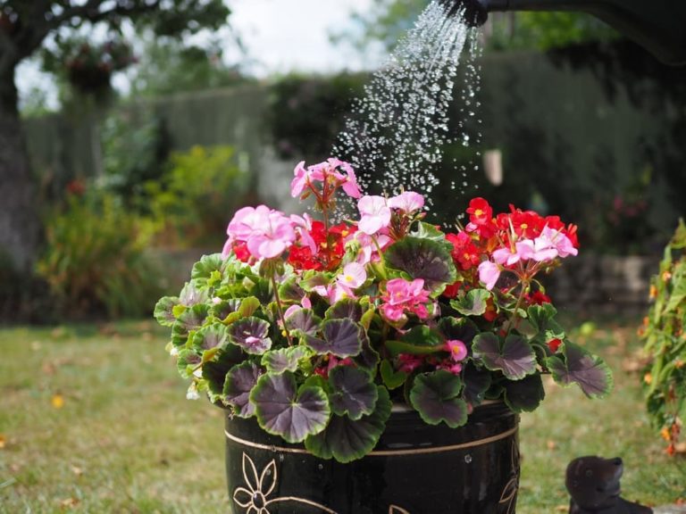5 Key Tips When Growing Begonias In Pots | Horticulture
