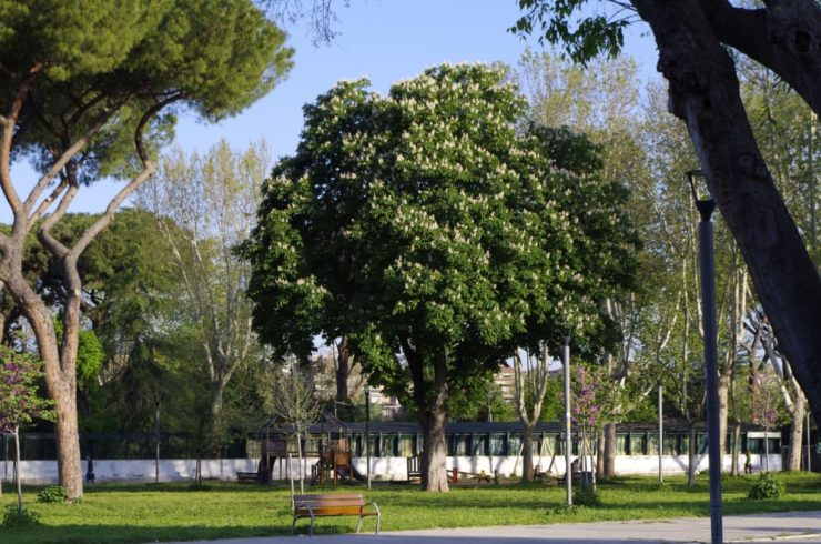 10 Wonderful White Flowering Trees For Blockbuster Garden Displays ...