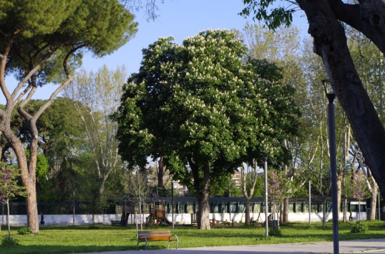 10 Wonderful White Flowering Trees For Blockbuster Garden Displays ...