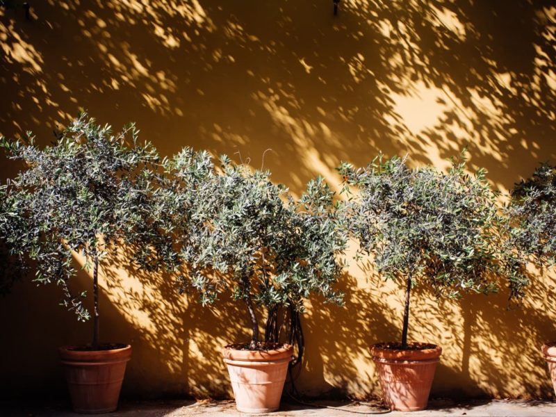 Don't Grow Olive Trees In Pots Without Following These 9 Tips From ...