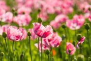 17 Pretty Poppy (Papaver) Varieties - No They're Not All Red ...