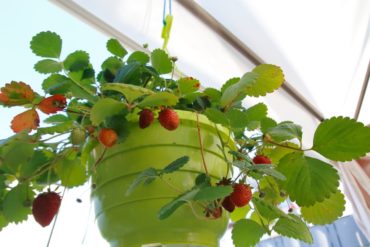 How To Grow Hanging Basket Strawberries - These Varieties Exhibit A ...
