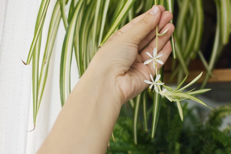 Rooting Plantlets From Stolons - Here's How To Propagate Spider Plants ...