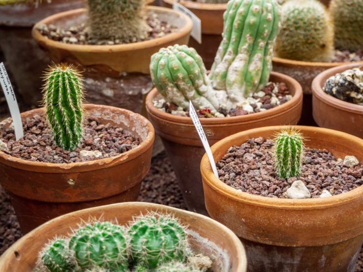 Expert Cacti Growers Swear By These 8 Watering Tips For Happy Plants ...