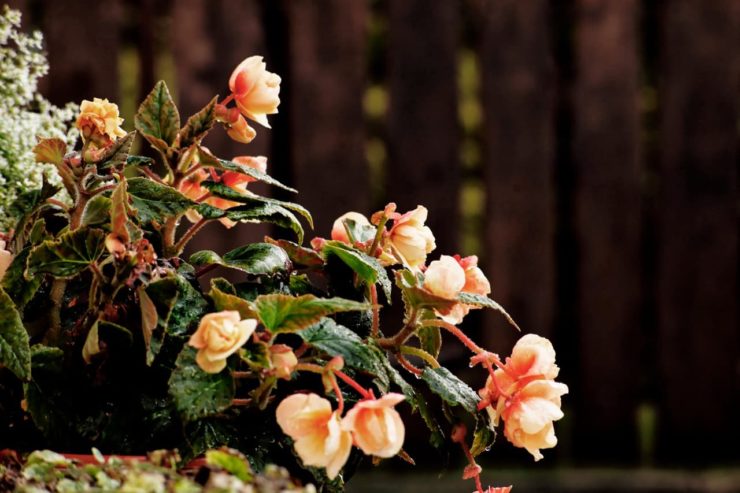 5 Common Begonia Problems & Solutions With Specialist Grower Janeen ...