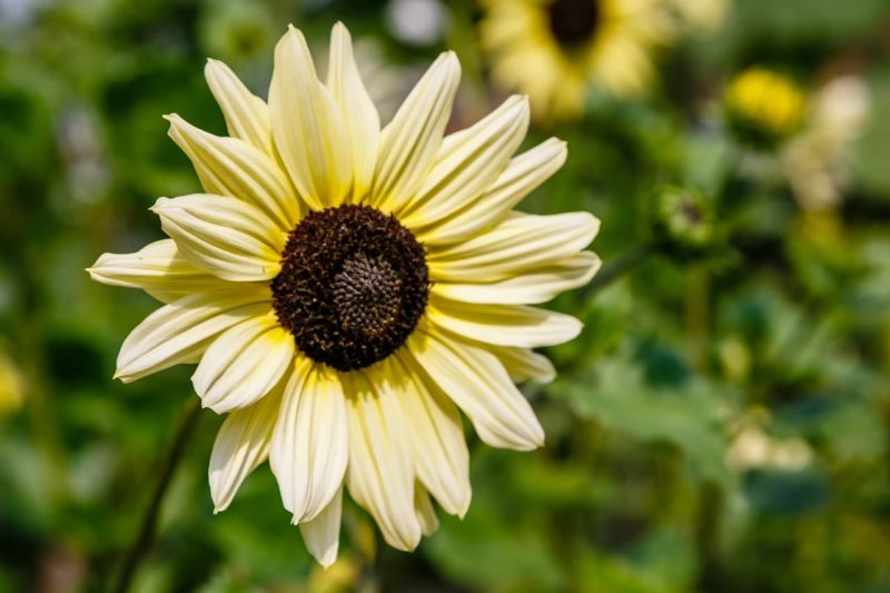 You've Grown The Common Sunflower - Now Try One Of These Varieties Too ...