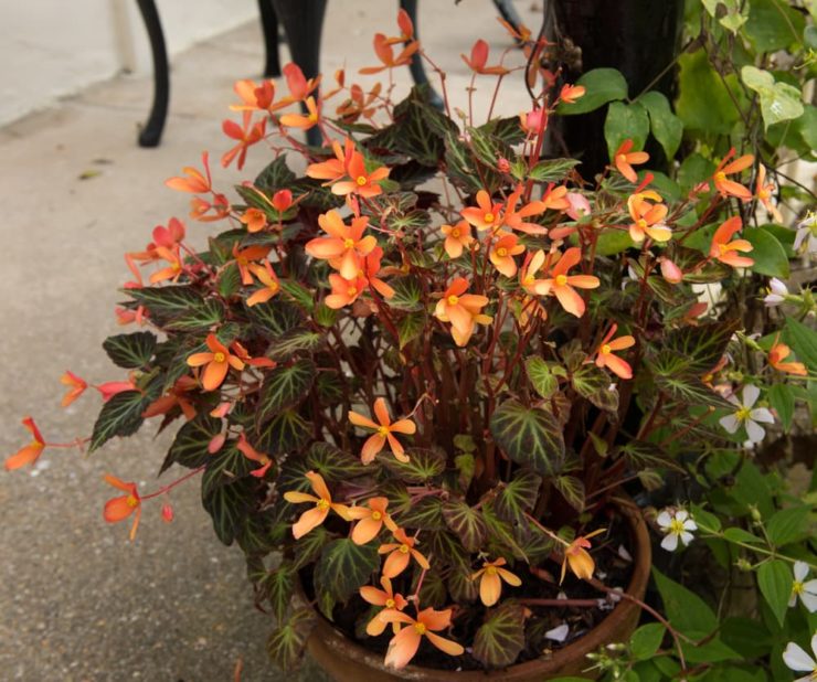 Growing Begonias In Pots? Follow These 5 Essential Rules To Avoid Going ...