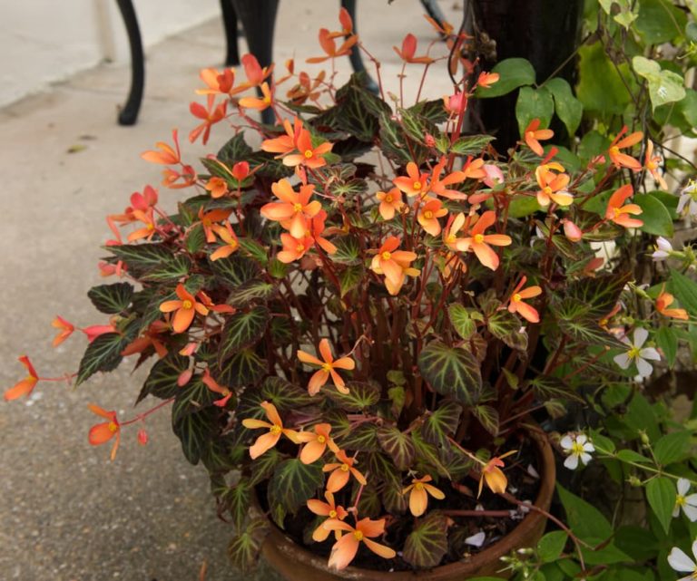 5 Key Tips When Growing Begonias In Pots | Horticulture