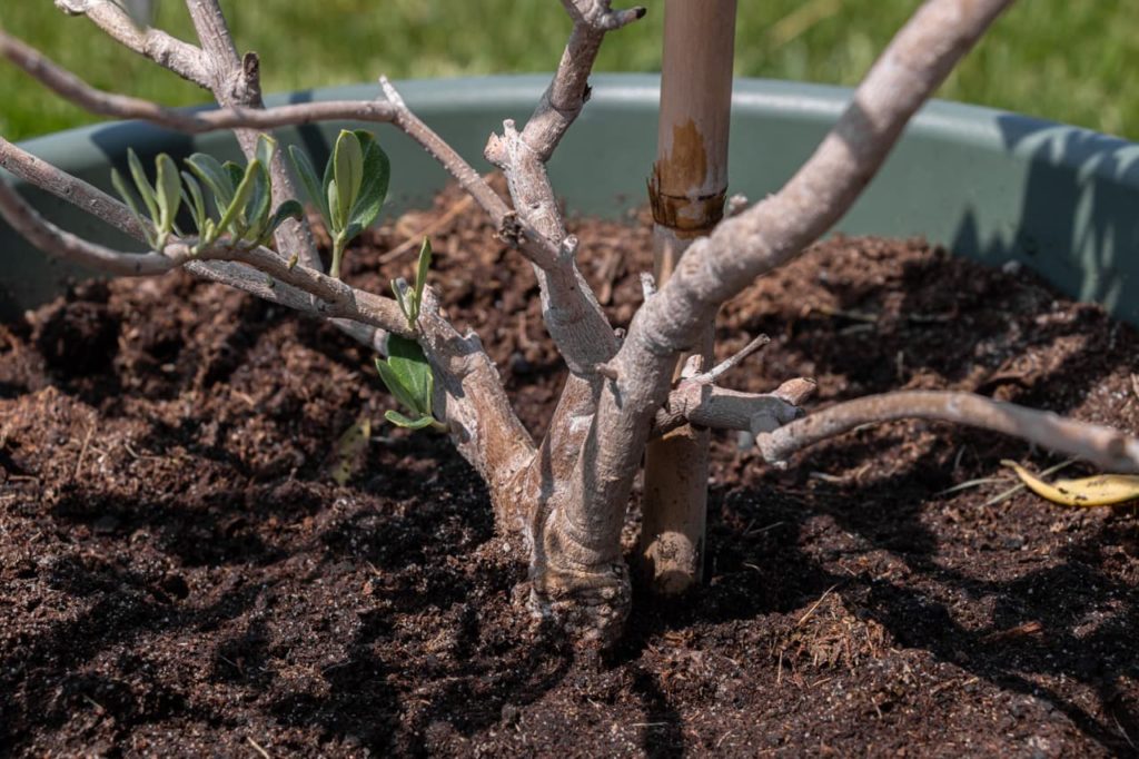 10 Tips For Growing Olive Trees In Pots | Horticulture.co.uk
