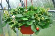 How To Grow Hanging Basket Strawberries - These Varieties Exhibit A Proper Trailing Habit ...