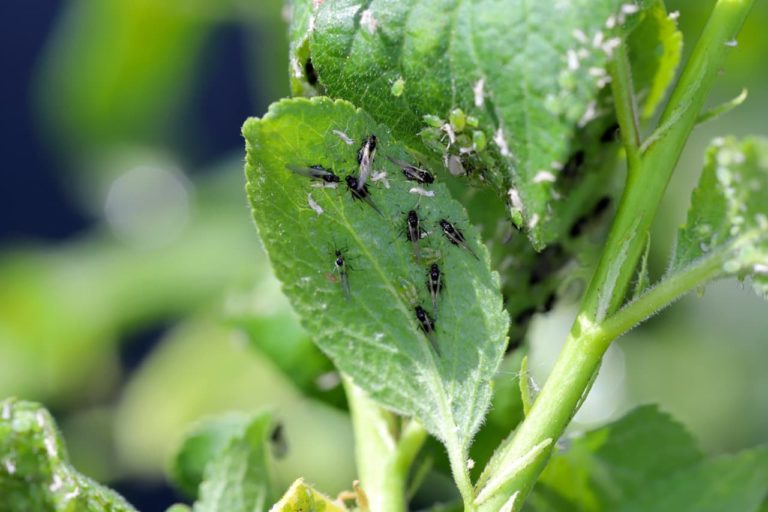 Gail Barber Shares 3 Common Problems When Growing Fuchsia (And How To ...