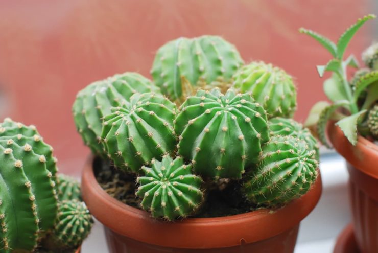Expert Cacti Growers Swear By These 8 Watering Tips For Happy Plants ...