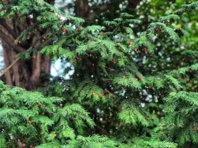 Expert Tips For Growing Yew: This Native Provides Form And Structure ...