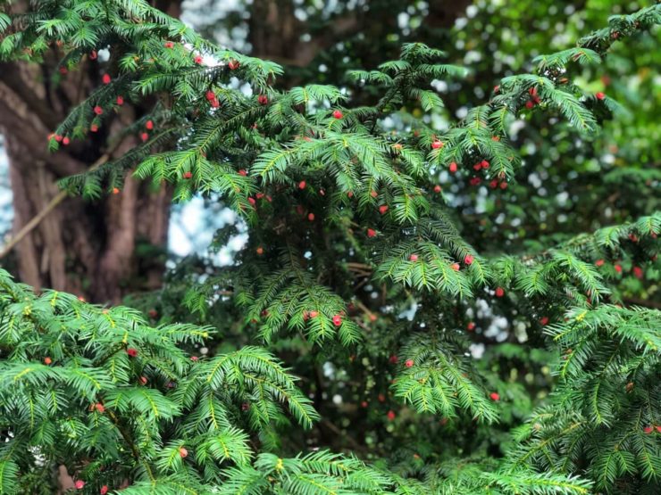 Expert Tips For Growing Yew: This Native Provides Form And Structure ...