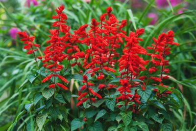 Pruning Salvia: How To Cut Back Annual, Perennial, Tender And Shrubby ...