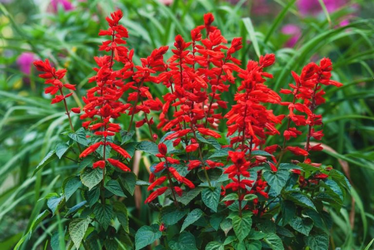 Pruning Salvia: How To Cut Back Annual, Perennial, Tender And Shrubby ...