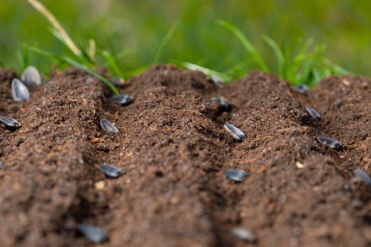 Sunflower Seeds Can Be Sown Directly Into Open Ground, But Will Need ...