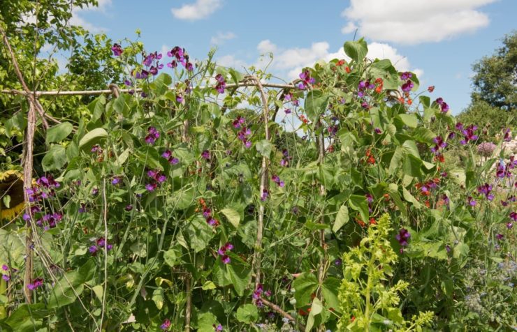10 Sustainable Ways To Support Lathyrus Plants From The National Sweet ...