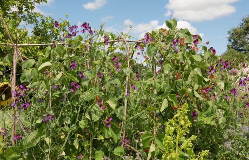 10 Sustainable Ways To Support Lathyrus Plants From The National Sweet ...