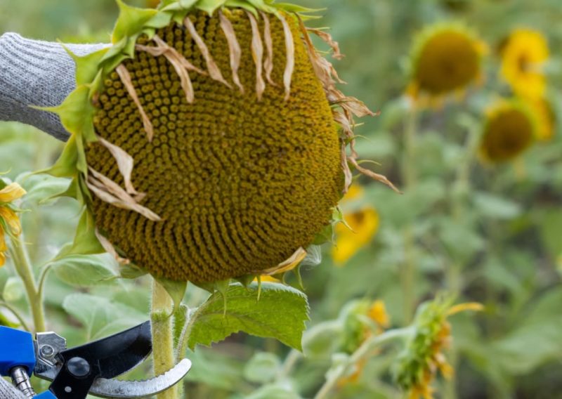 Depending On Your Sunflower Type, Deadheading Might Extend The Flowering Season | Horticulture ...