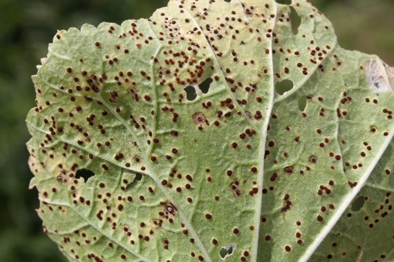 Hollyhocks Are Highly Susceptible To Rust - Here's How To Prevent And ...