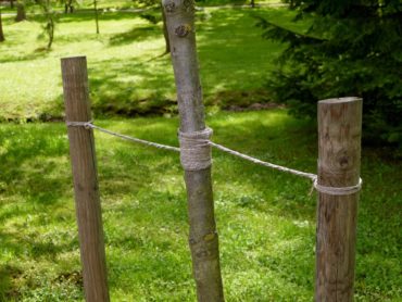 How To Stake A Leaning Or Newly-Planted Tree With Tips From Peter ...